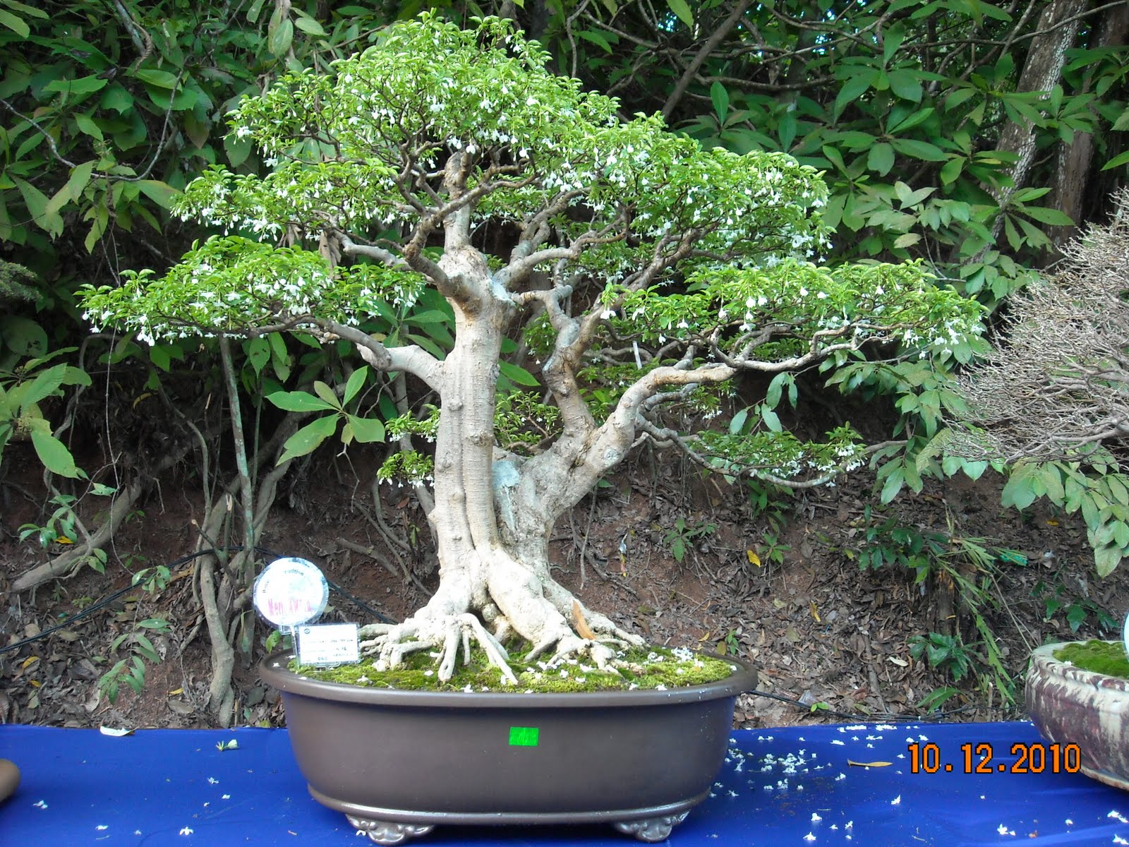 Mat Yie Garden: PERTANDINGAN BONSAI DI KEBUN BUNGA PENANG DEC 2010