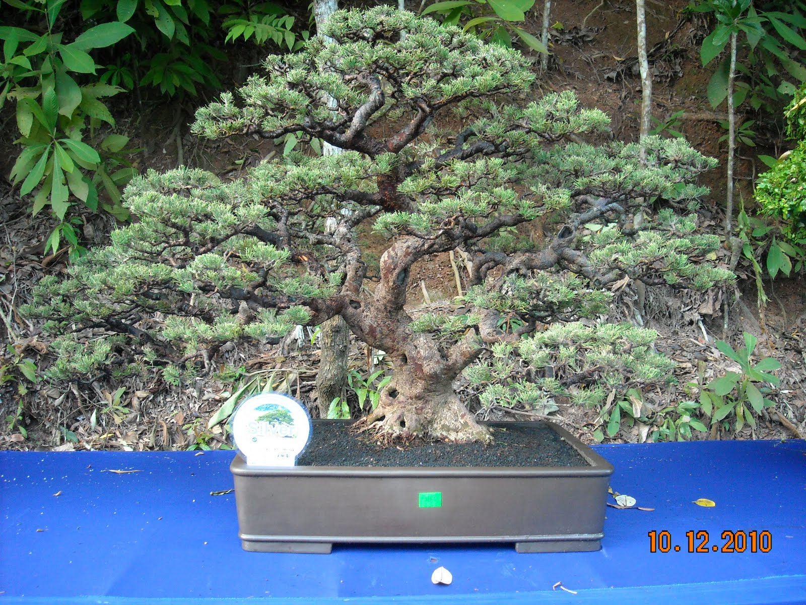 Mat Yie Garden: PERTANDINGAN BONSAI DI KEBUN BUNGA PENANG DEC 2010