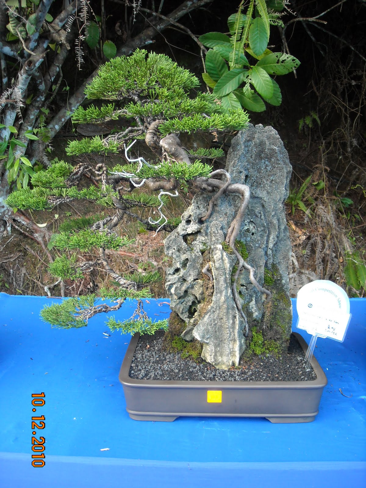 Mat Yie Garden: PERTANDINGAN BONSAI DI KEBUN BUNGA PENANG DEC 2010