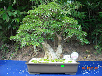 Mat Yie Garden: PERTANDINGAN BONSAI DI KEBUN BUNGA PENANG DEC 2010