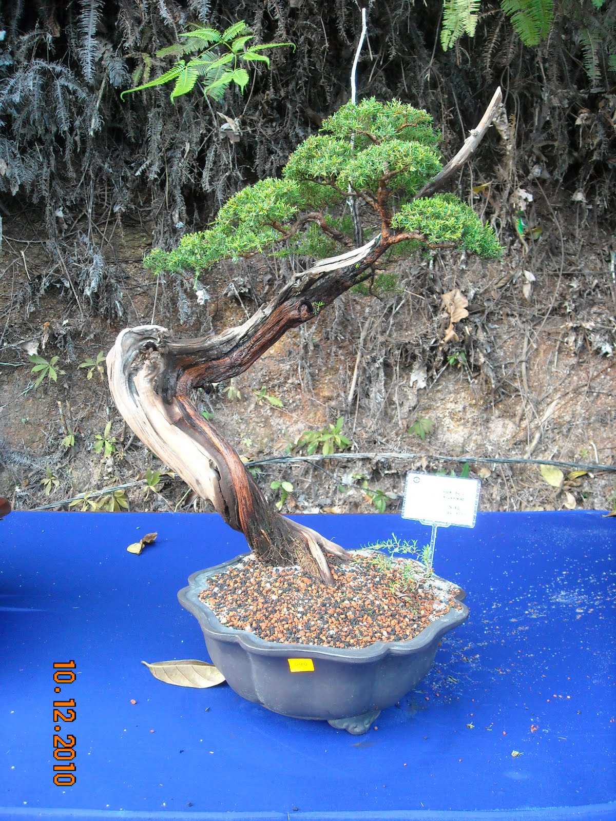 Mat Yie Garden: PERTANDINGAN BONSAI DI KEBUN BUNGA PENANG DEC 2010