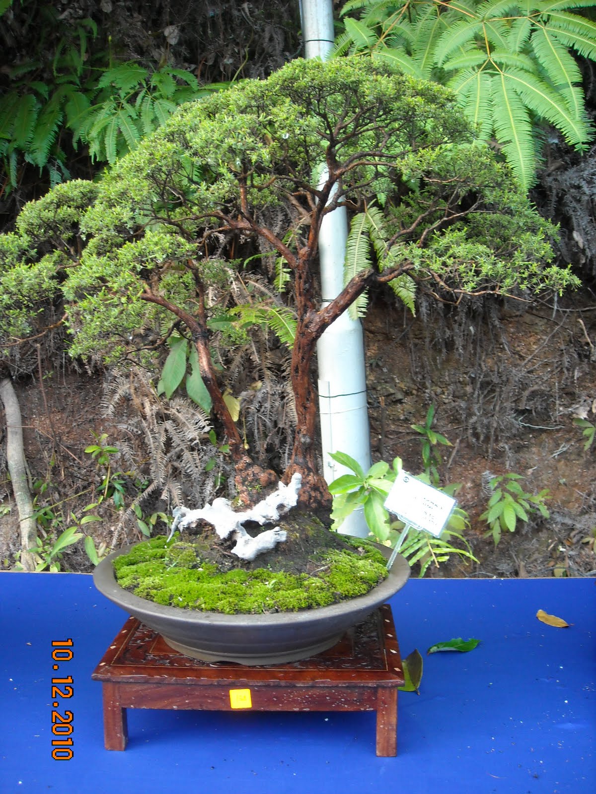 Mat Yie Garden: PERTANDINGAN BONSAI DI KEBUN BUNGA PENANG DEC 2010