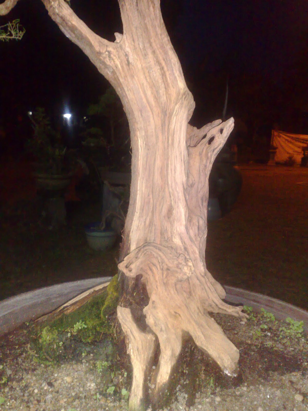 Mat Yie Garden: CUCUR ATAP / BEACKEA FRUTESCENS - MEMBAIKI JIN DAN SHARI