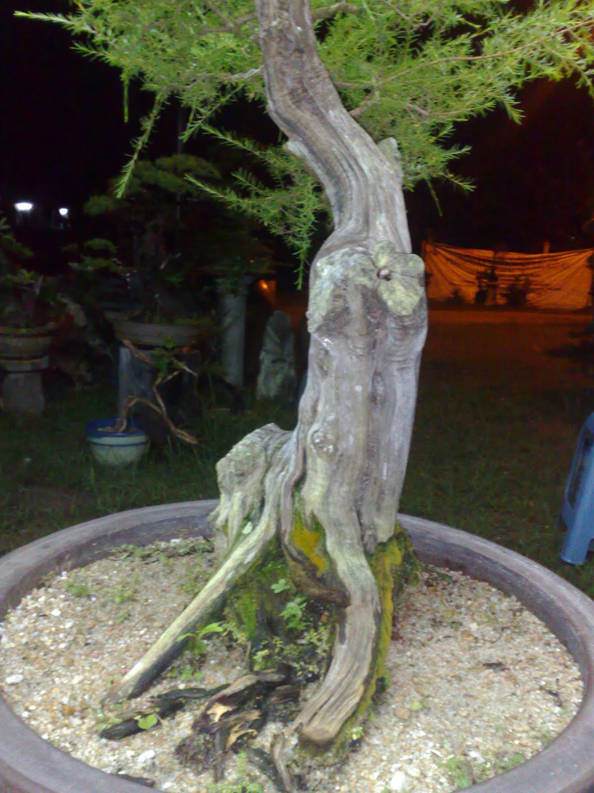 Mat Yie Garden: CUCUR ATAP / BEACKEA FRUTESCENS - MEMBAIKI JIN DAN SHARI