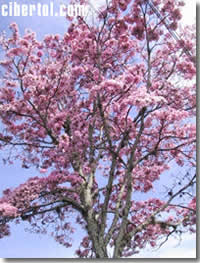 AULA DE CIENCIAS SOCIALES