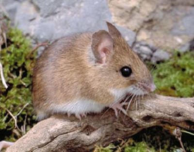 Biblioteca Alfonsina Storni: LEEMOS E IMAGINAMOS: FÁBULAS