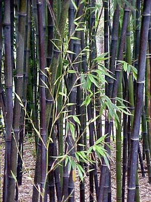Gables View: Phyllostachys Nigra - Black Bamboo