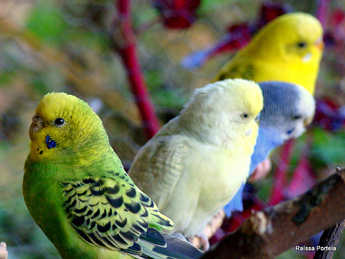 Periquitos: Apreciem algumas fotos de periquitos