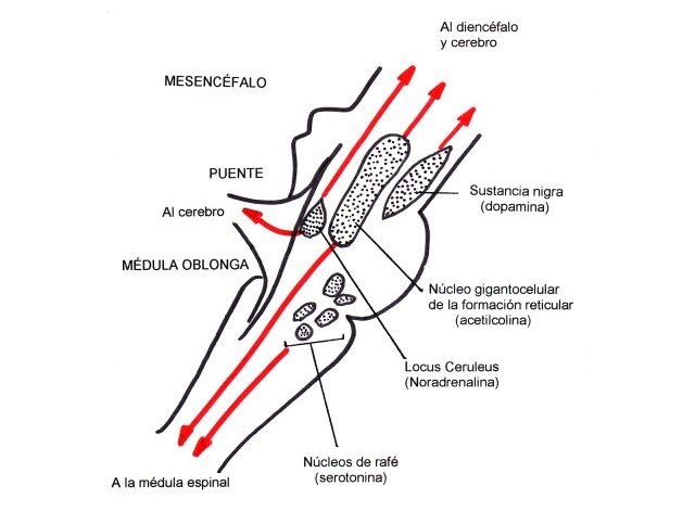 The dark side: nucleos del rafe