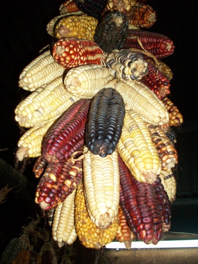 Alimento Peruano: Tipos de Maiz