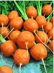 Catnip: Vegitables of the garden - Roly Poly Carrots