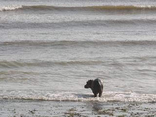 What Animals Think: Owen the Hippo - Update