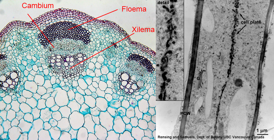 B.log.ia 2.0: Crecimiento y desarrollo vegetal I: Meristemos y Cambium
