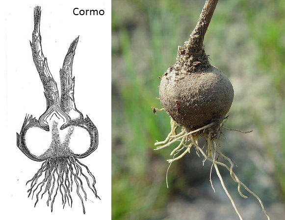 B.log.ia 2.0: Reproducción asexual y sexual en vegetales