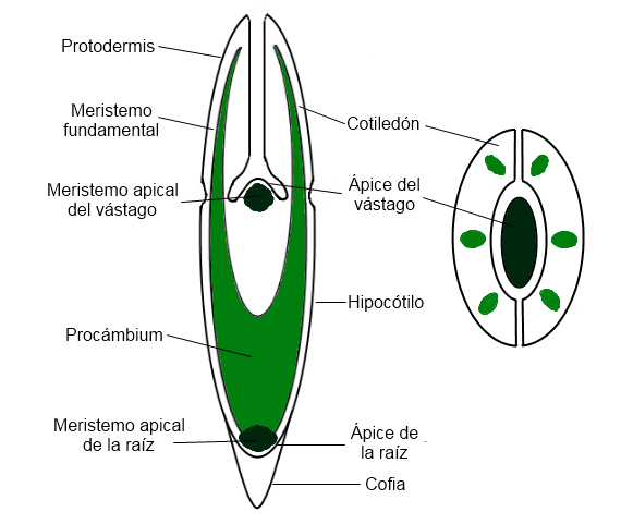 B.log.ia 2.0: La semilla y su germinación