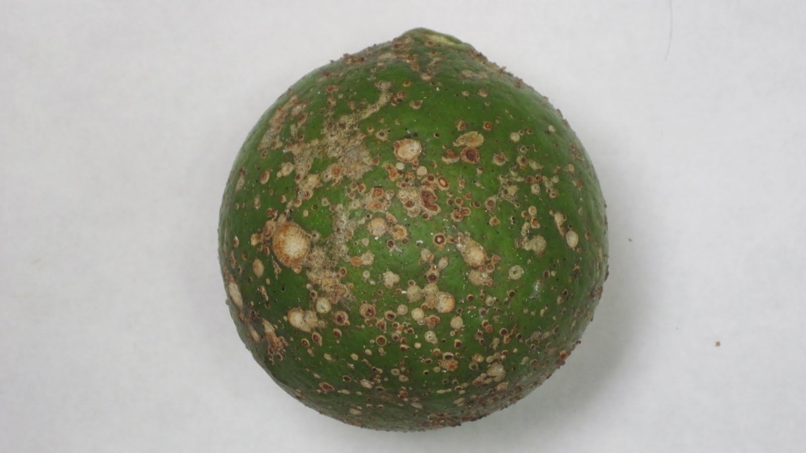 Vegetable and Fruit Gardening in SW Florida: Citrus Scab Disease ID ...