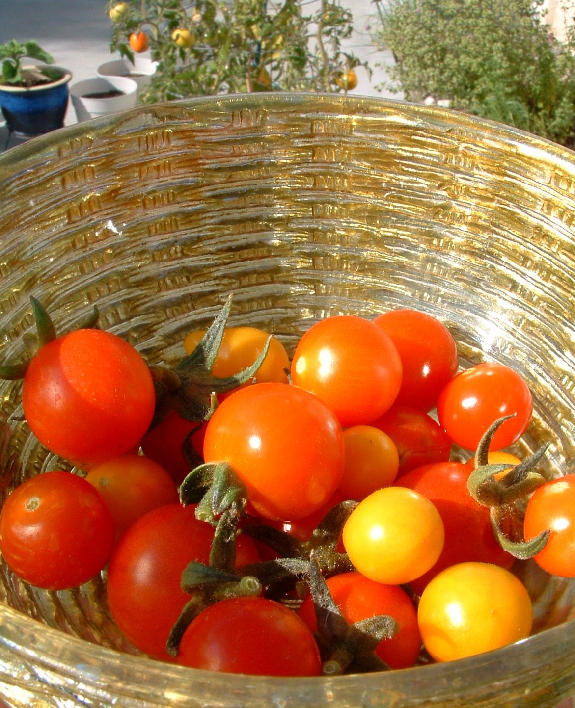 Pan Seared and Roast Halibut with Fresh Corn and Tomato Succotash - A ...