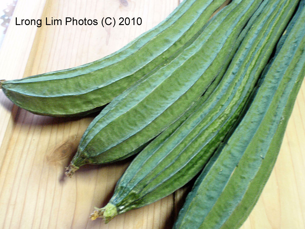 Potager Y @ Japan: Angled loofah