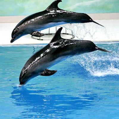 uitentuis: Dolfyne in Dubai