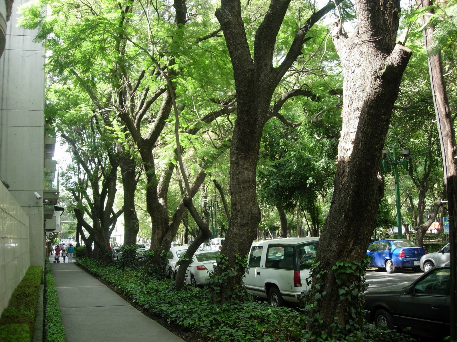 Siglo en la brisa: Árboles comunes de la ciudad de México (1/2)