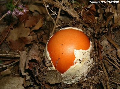 El Bloc d'en Tomeu: L'Ou de Reig o el Reig un dels Bolets mes vistosos ...