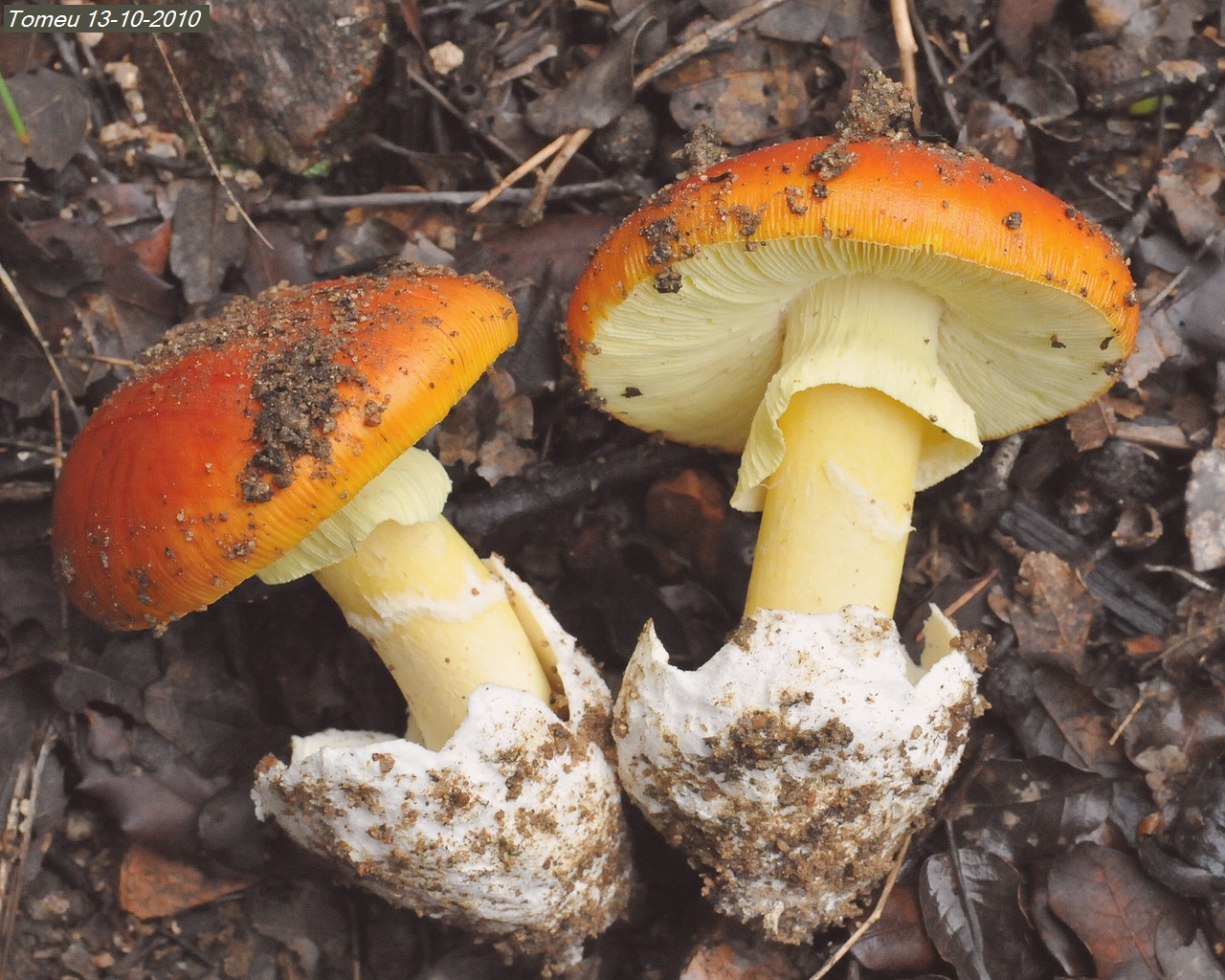 El Bloc d'en Tomeu: Bolets per tot arreu, varietat de colors i aromes