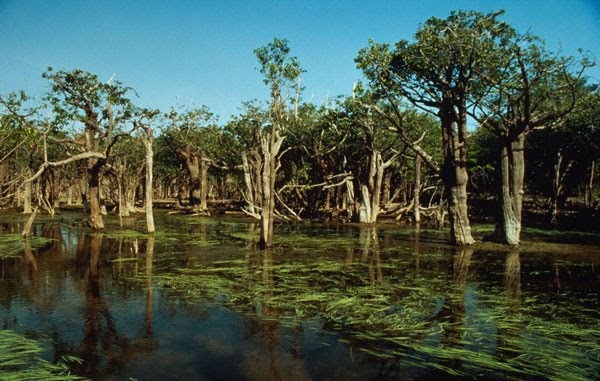 The Amazon Rainforest: Photo: Amazon at the beginning of flooding season