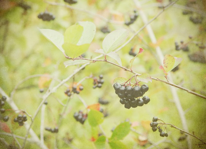 Mano foto dienoraštis: Ruduo