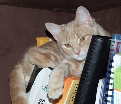 New England Photos: UNCOMFORTABLE CAT