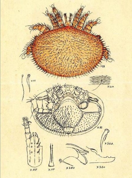 Campo Natural......: Varroasis