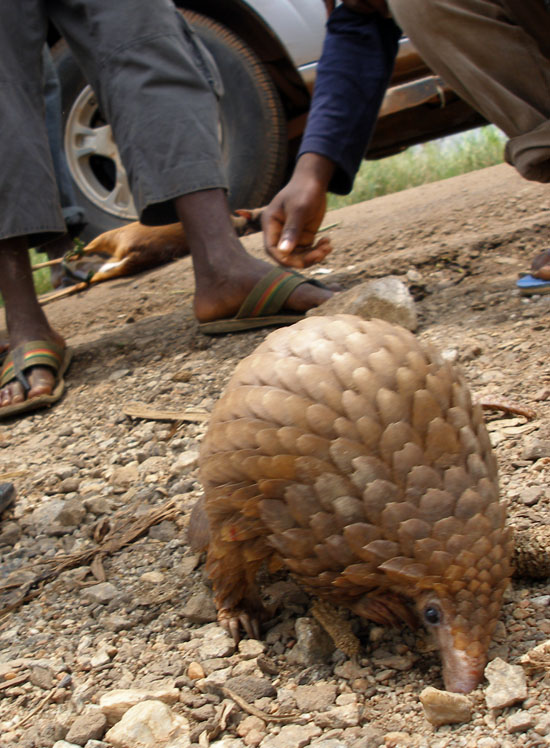 Pictures of African Cocoa Farming: Bush Meat (12)