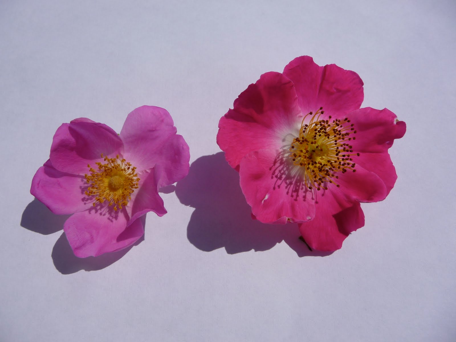 Beach Rose Cottage Living: "Memory lets us have roses in December"