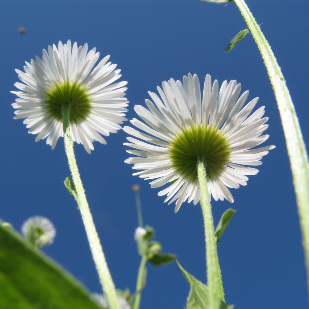 marmalus: Lietuviška vasara