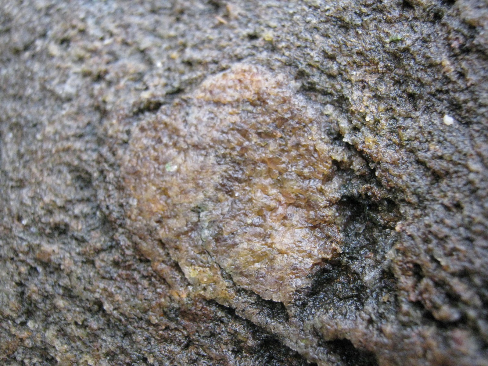 Waking Up on Turtle Island: xenolith/xenocryst