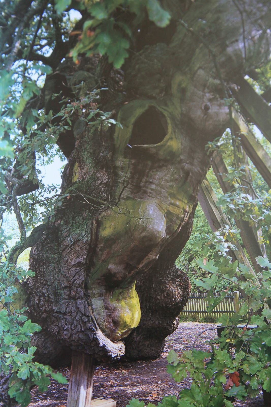 Ness Photography: Research Thomas Pakenham