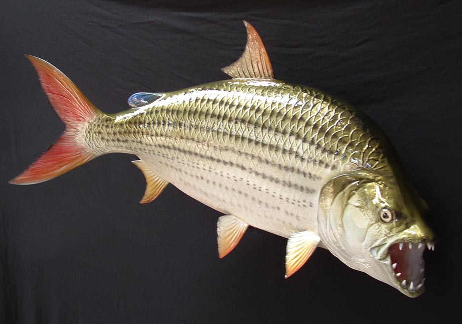 Crazy Things: Goliath Tigerfish