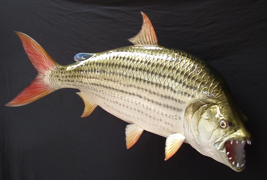 Crazy Things: Goliath Tigerfish