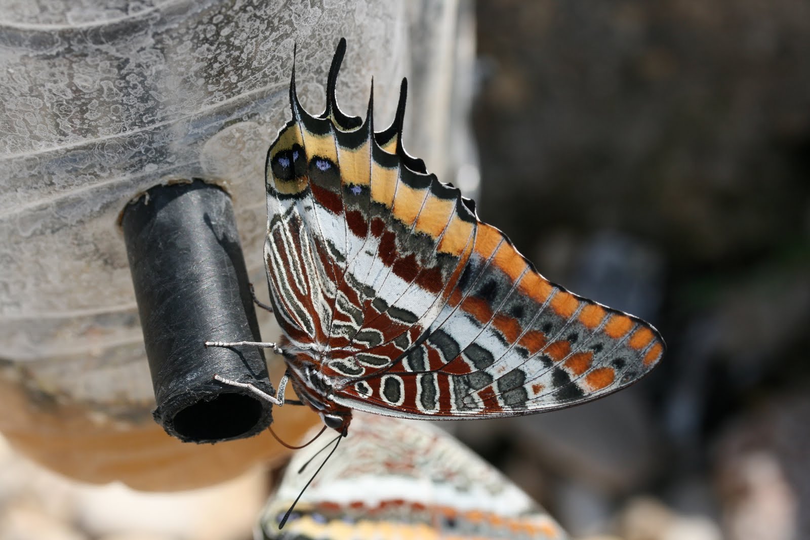 Lowestoft Birding: Kefalonia Turtles & Insects