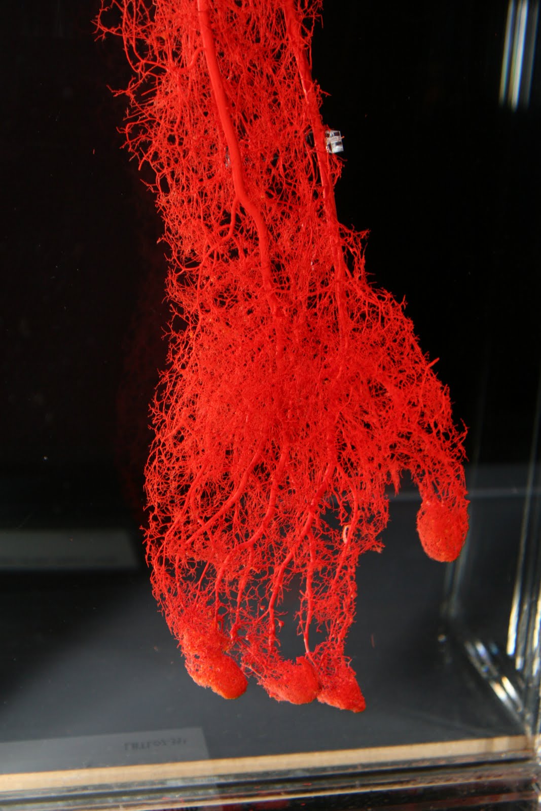 Model of the blood vessels in the human body. : r/pics