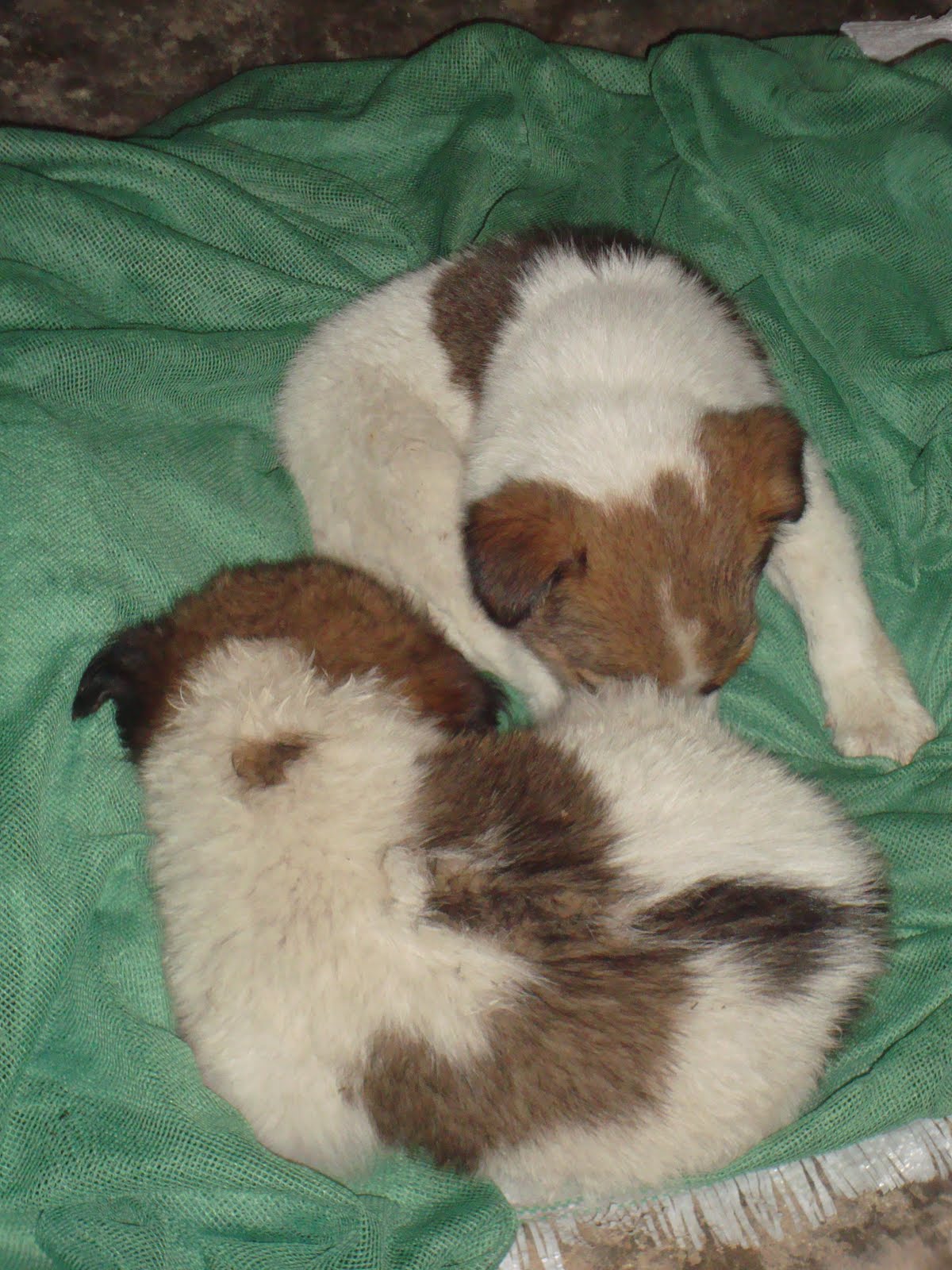 Day's Diary: Malawian Dogs