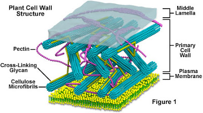 All About Cells: Cell Wall & Cytoskeleton