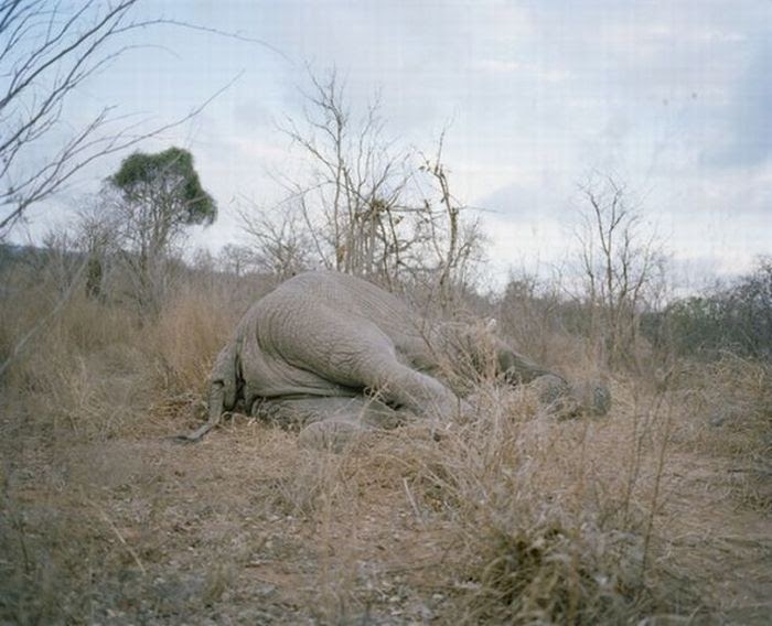 My Album: How to Eat Elephant Meat In Zimbabwe | Pictures | Photos | Images