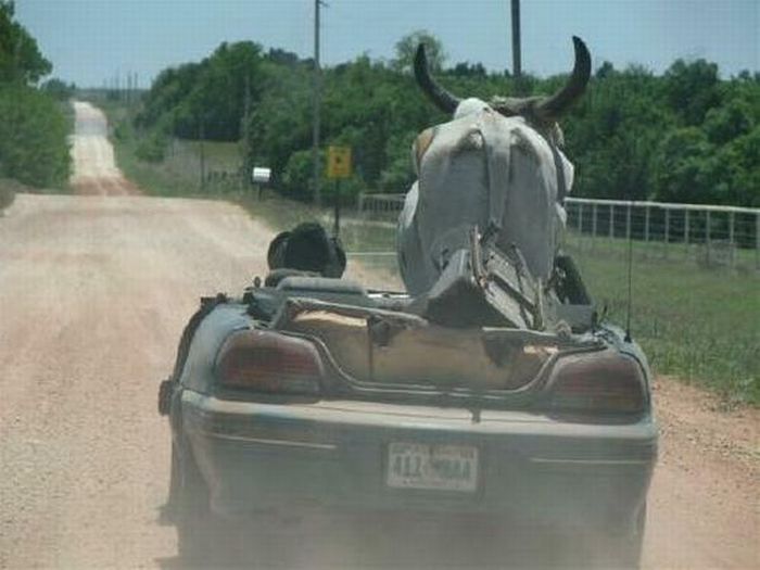 My Funny: New Kind of Transportation - Cow Pulls Car | Pictures