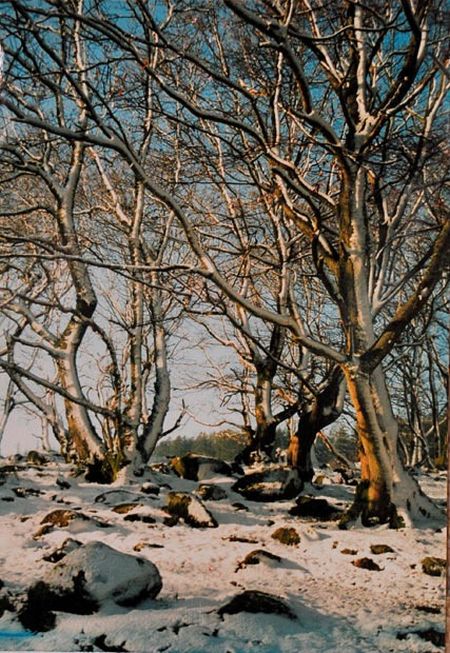 photos: Hyper-Realistic Embroidery by Jill Draper