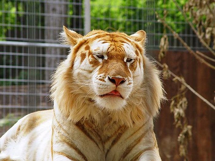 Beautiful Golden Tabby Tiger