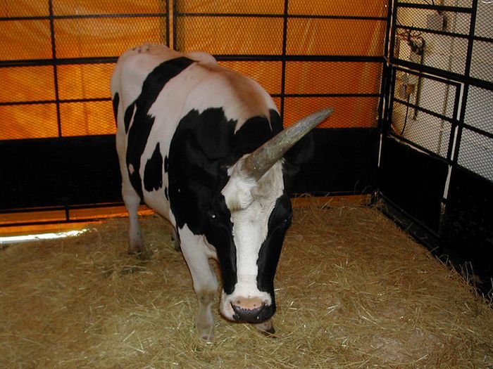 Amazing Real Unicorn Cow – Amazing, Extreme, Odd, Incredible, Awesome ...