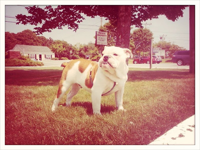 kate and geoff: Chow-Dah