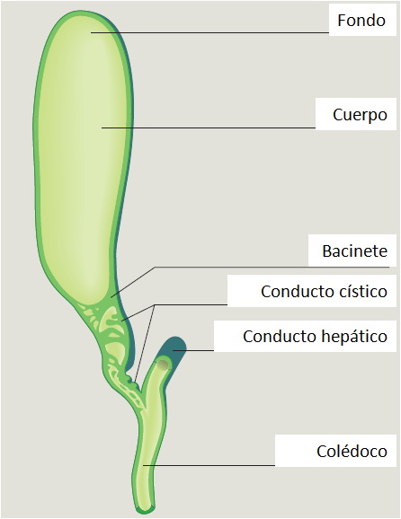 Soluciones Quirúrgicas: ¿Debo operarme la vesícula si tengo cálculos?