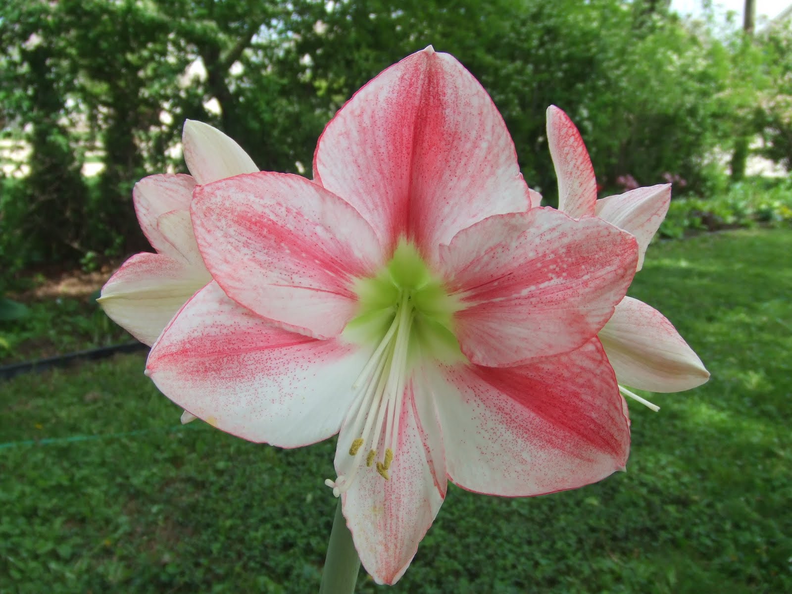 The Suburban Gardener: Asiatic Lily Graffiti