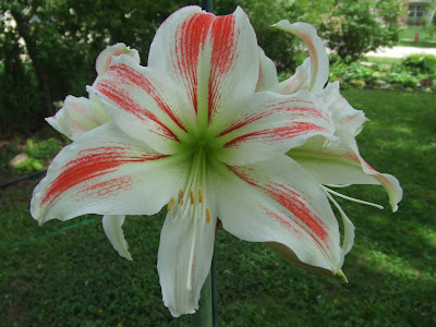 The Suburban Gardener: Asiatic Lily Graffiti